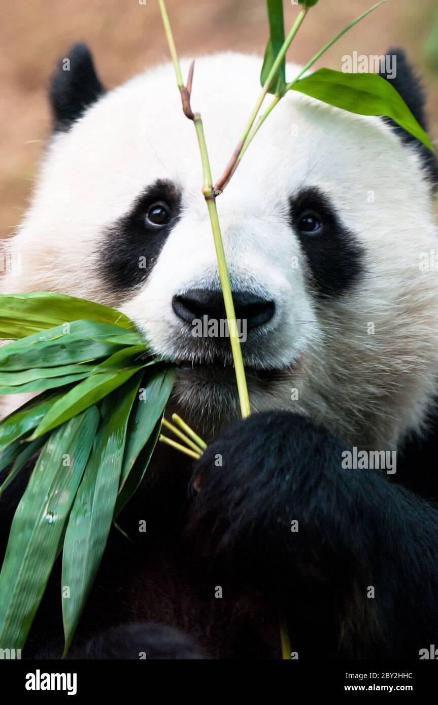 Panda eating bamboo Stock Photo - Alamy