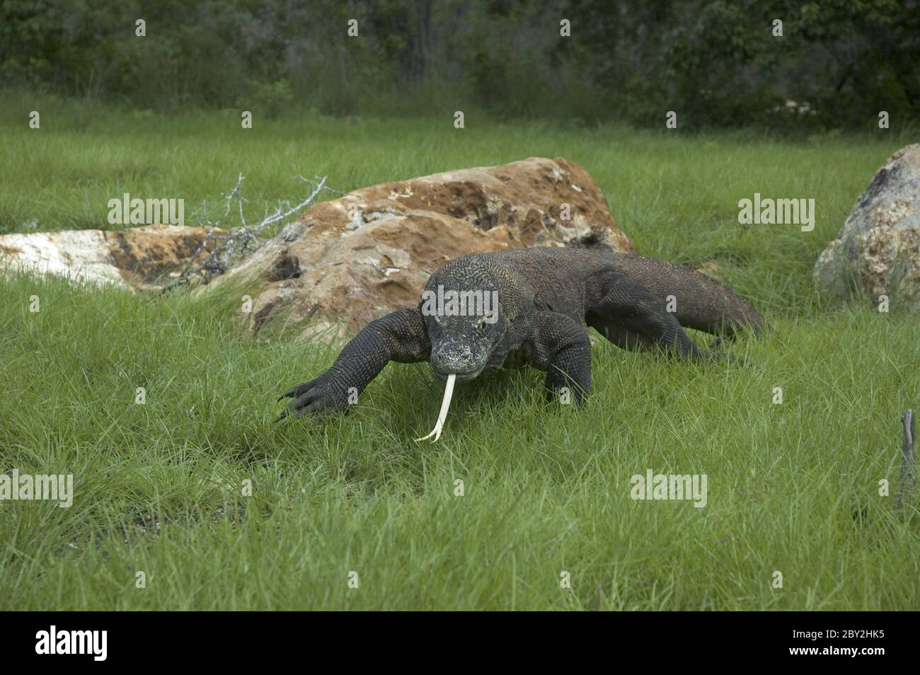 Komodo dragon claw hi-res stock photography and images - Alamy