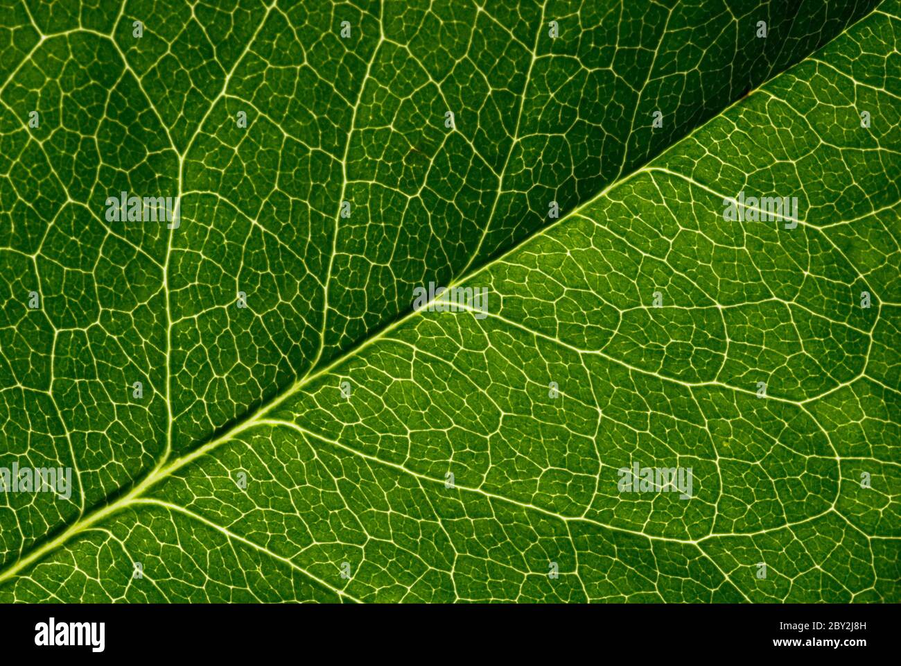Botany textured hi-res stock photography and images - Alamy