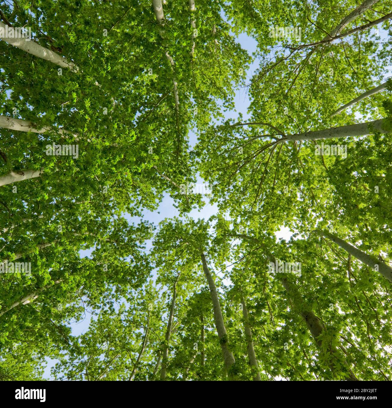summer background of green trees Stock Photo - Alamy