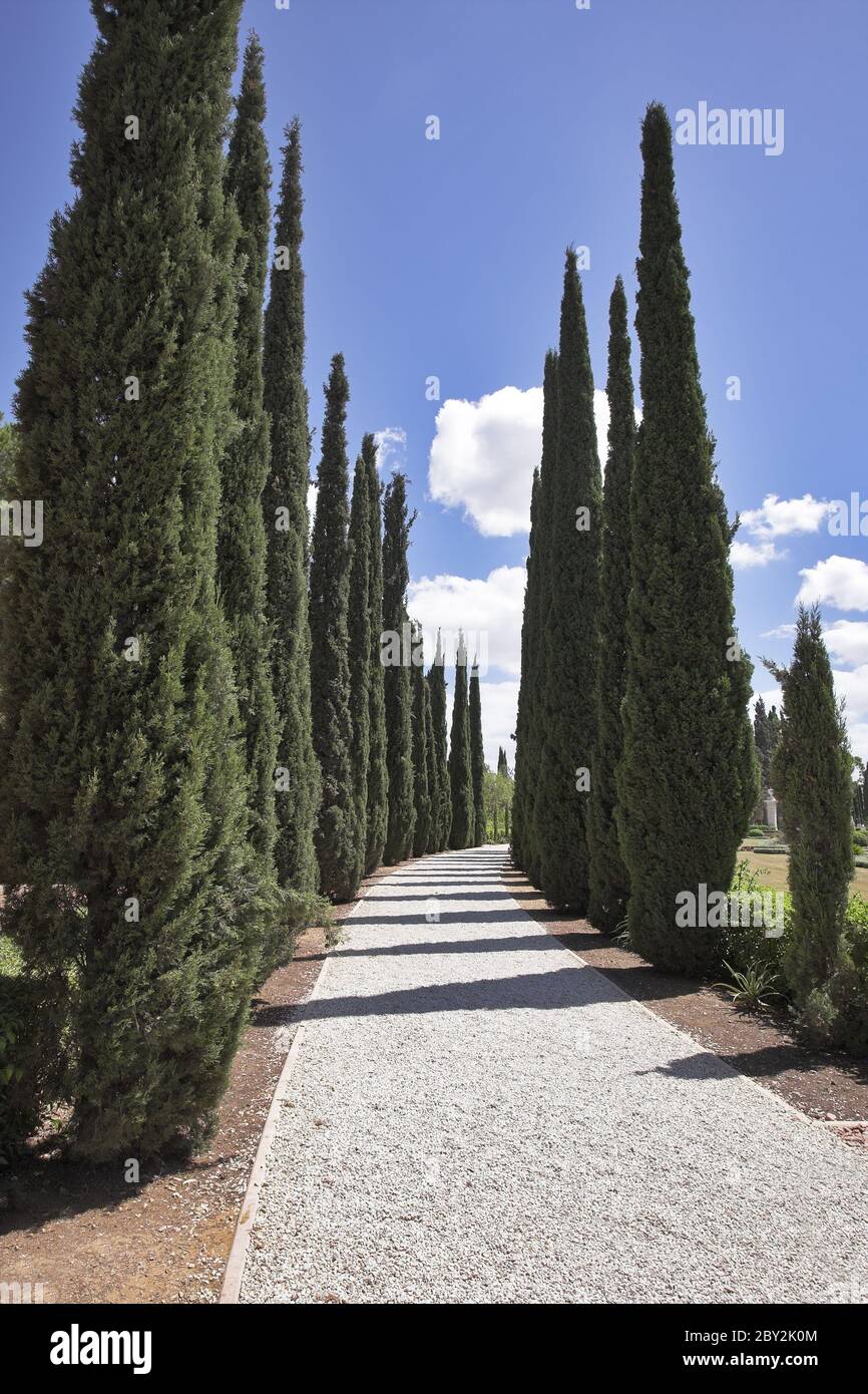 Amazing avenue of cypresses Stock Photo - Alamy