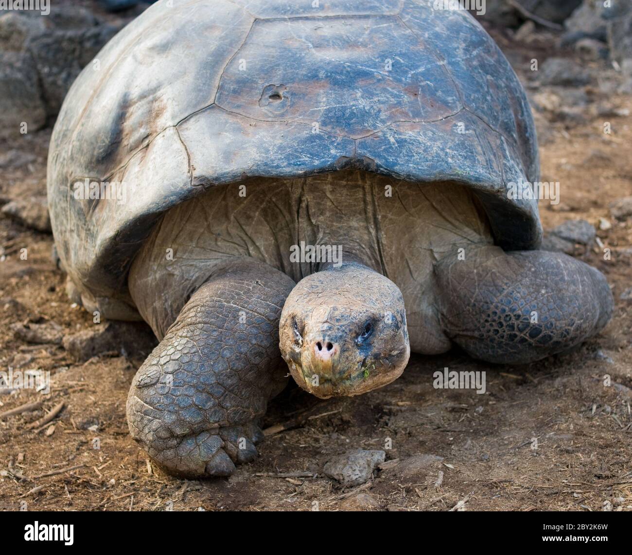 giant turtle, galapagos islands, ecuador Stock Photo - Alamy