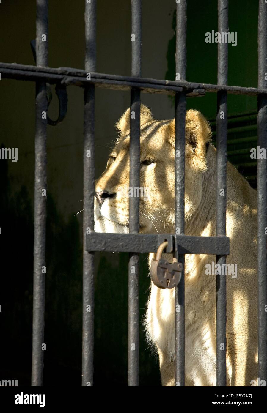 Cat prison cell hi-res stock photography and images - Alamy