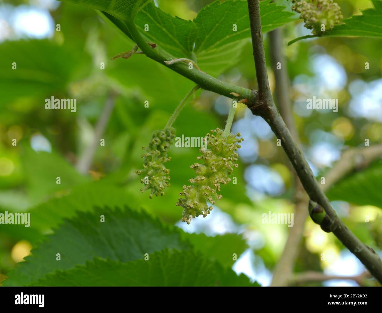 Mullberry branch hi-res stock photography and images - Alamy