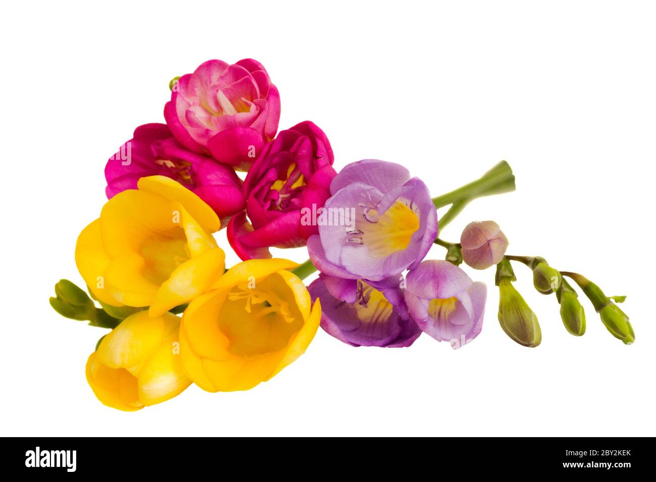 Freesia blooms Cut Out Stock Images & Pictures - Alamy