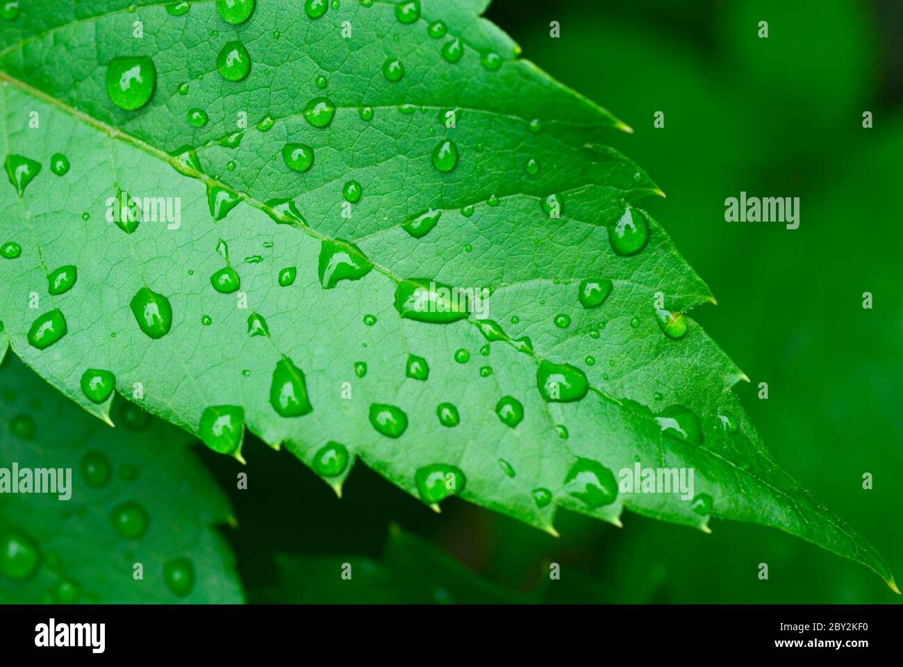 droplets on leaf - shallow focus Stock Photo - Alamy