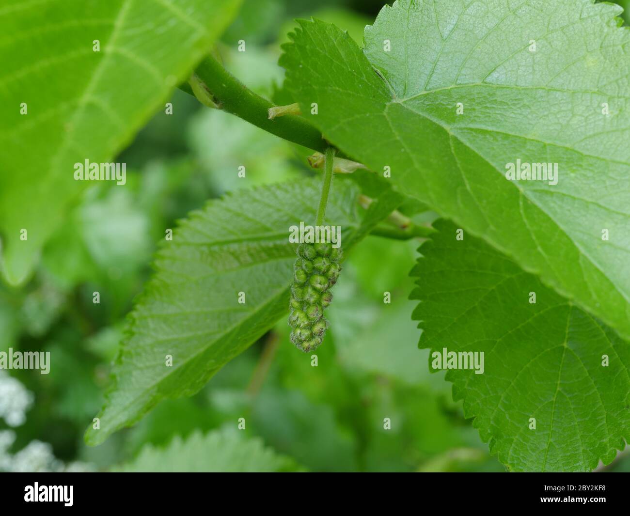 Mullberry branch hi-res stock photography and images - Alamy