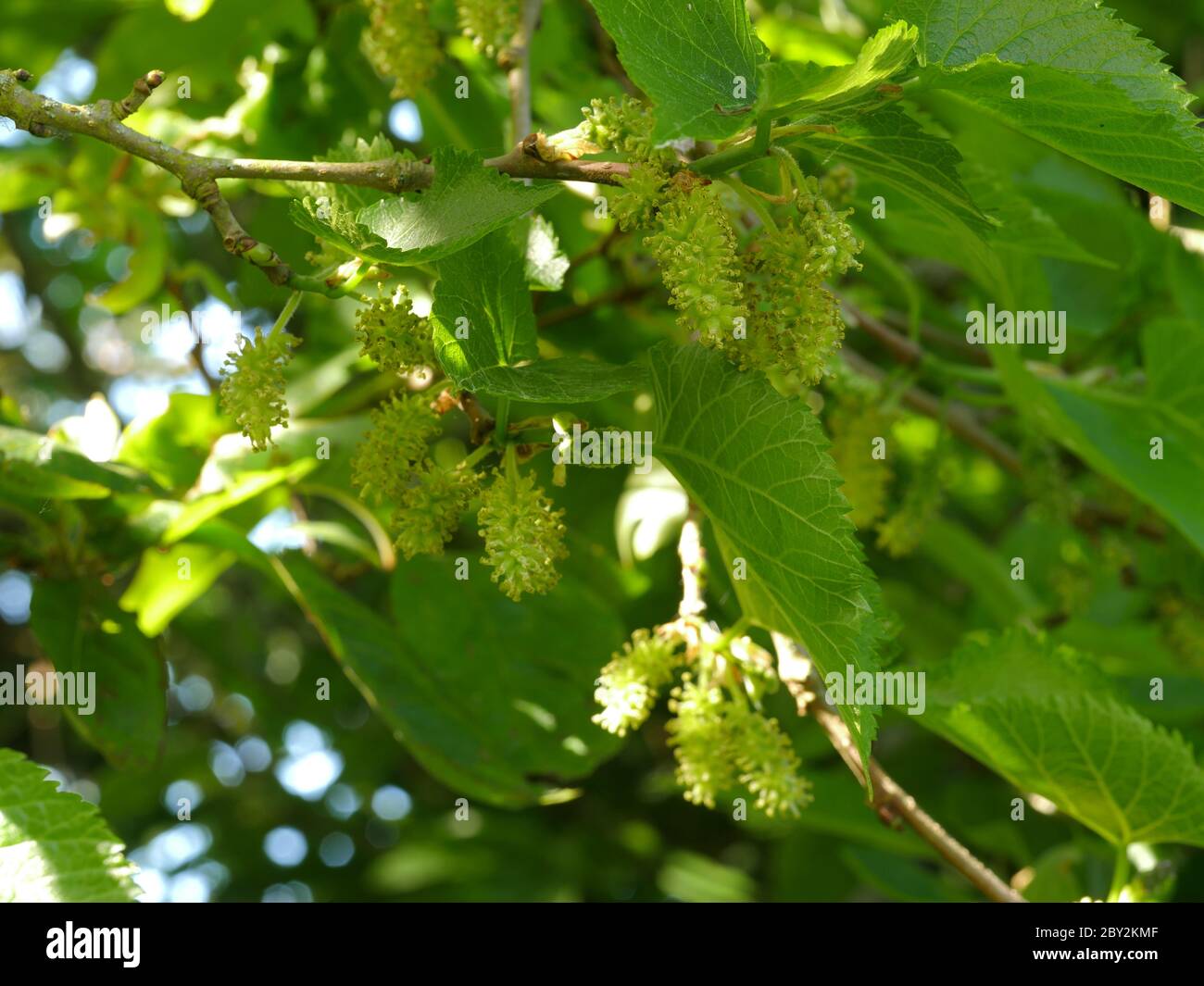 Mullberry branch hi-res stock photography and images - Alamy