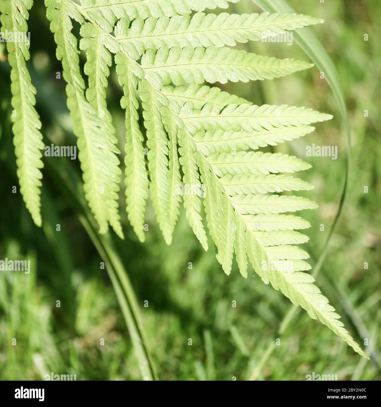 Tender fern hi-res stock photography and images - Alamy