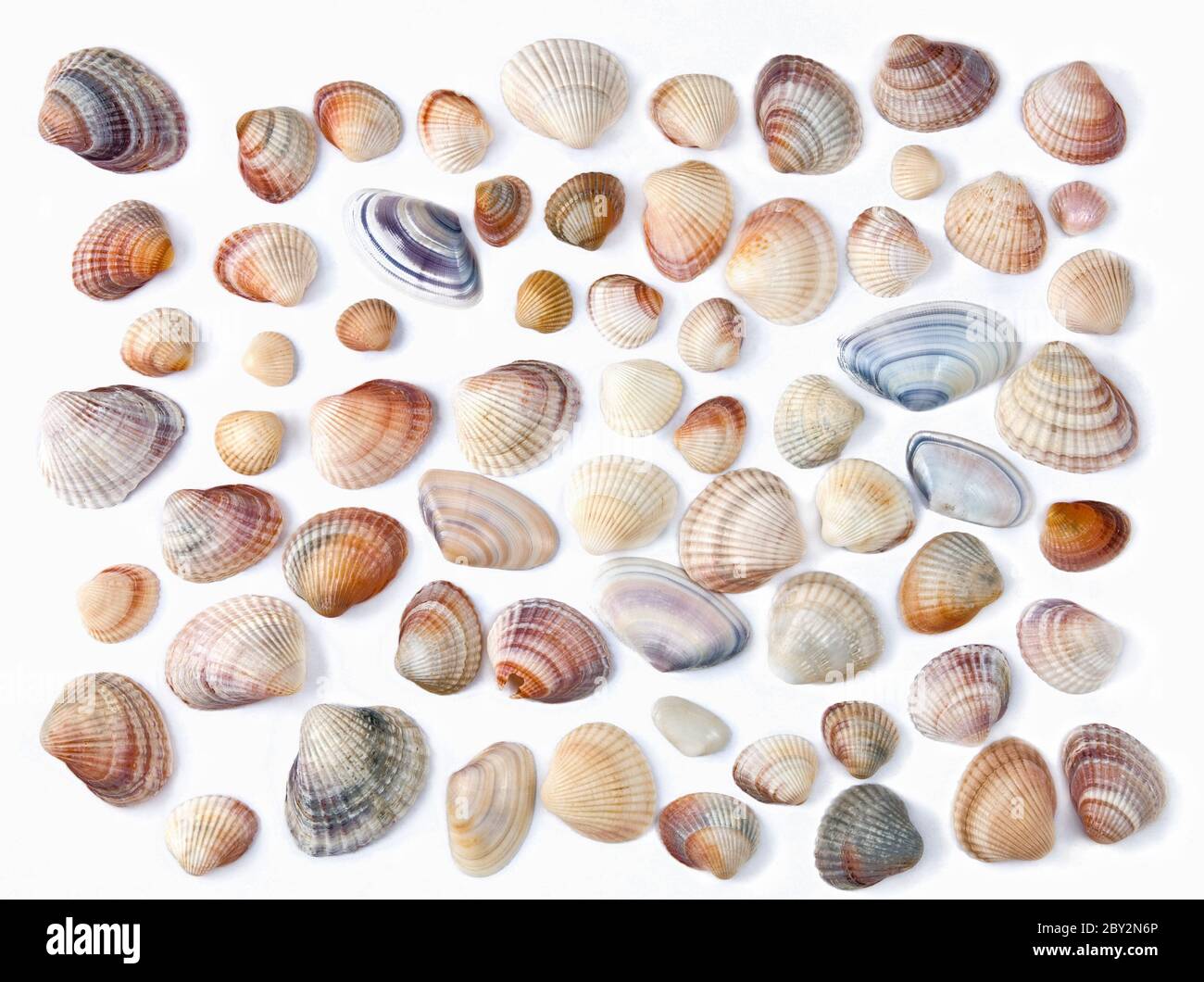 various color shell isolated on white Stock Photo - Alamy