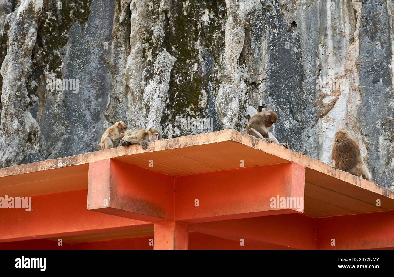 Monkey family on roof at monkey temple Wat Tham Pla-Pha Sua, outside at ...
