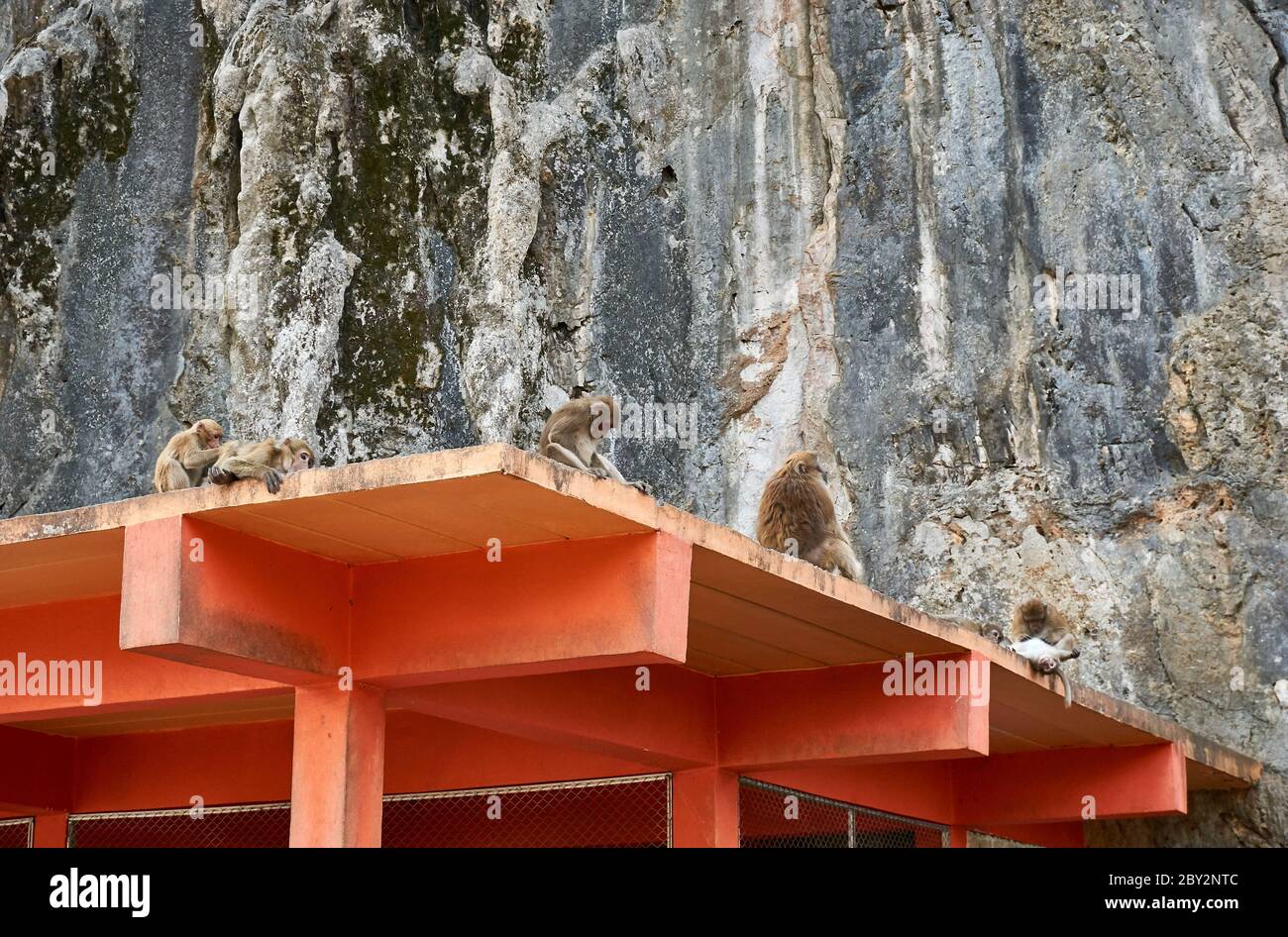 Monkey family on roof at monkey temple Wat Tham Pla-Pha Sua, outside at ...