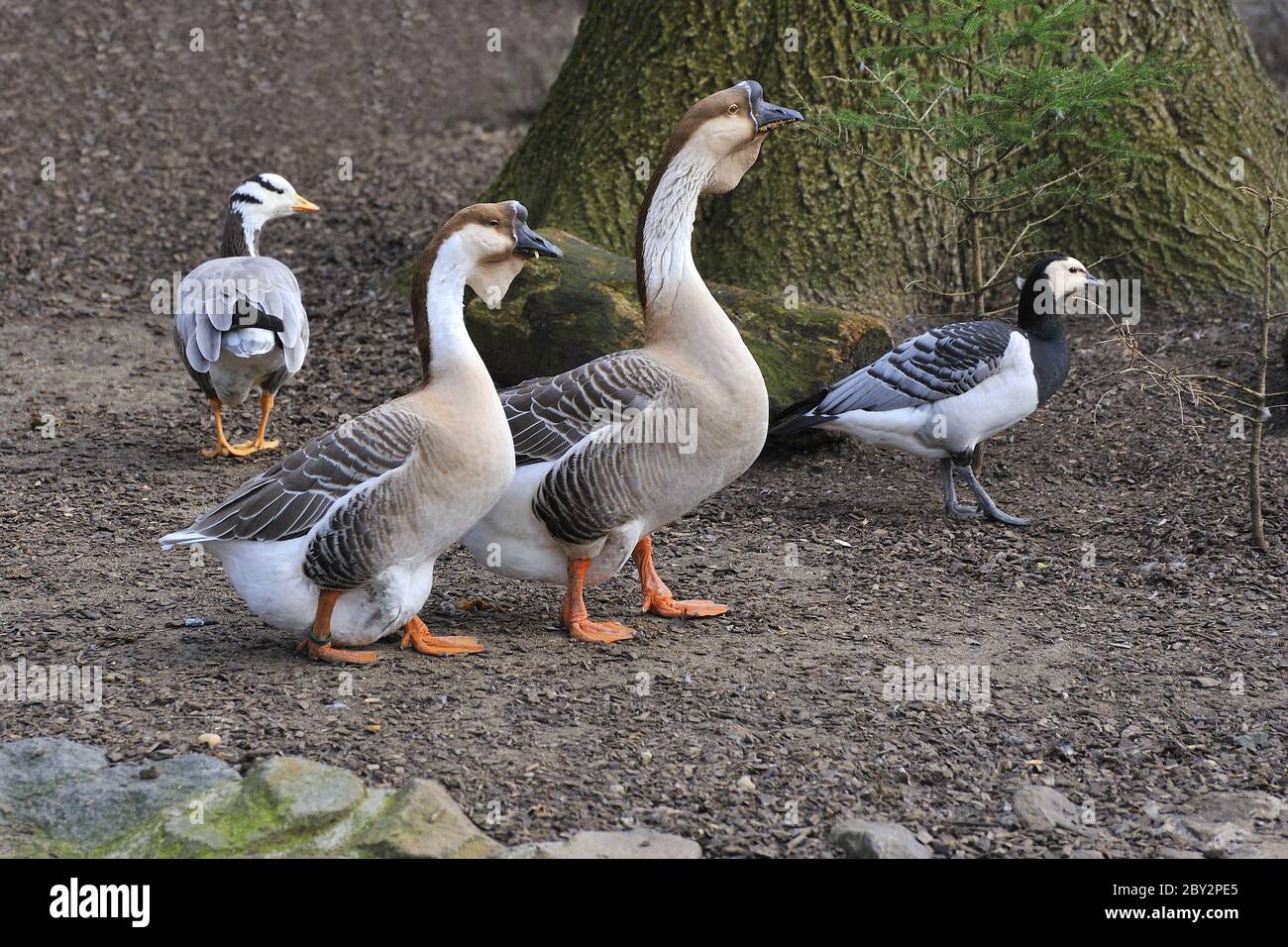 Swan goose cross hi-res stock photography and images - Alamy