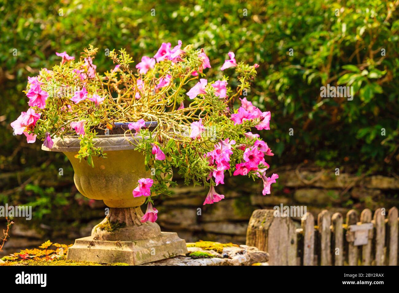 Closeup old stone pot with pink flowers outdoor Stock Photo - Alamy