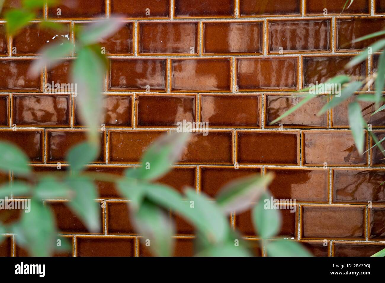 Shiny red brick wall with green plant outfocus Stock Photo - Alamy