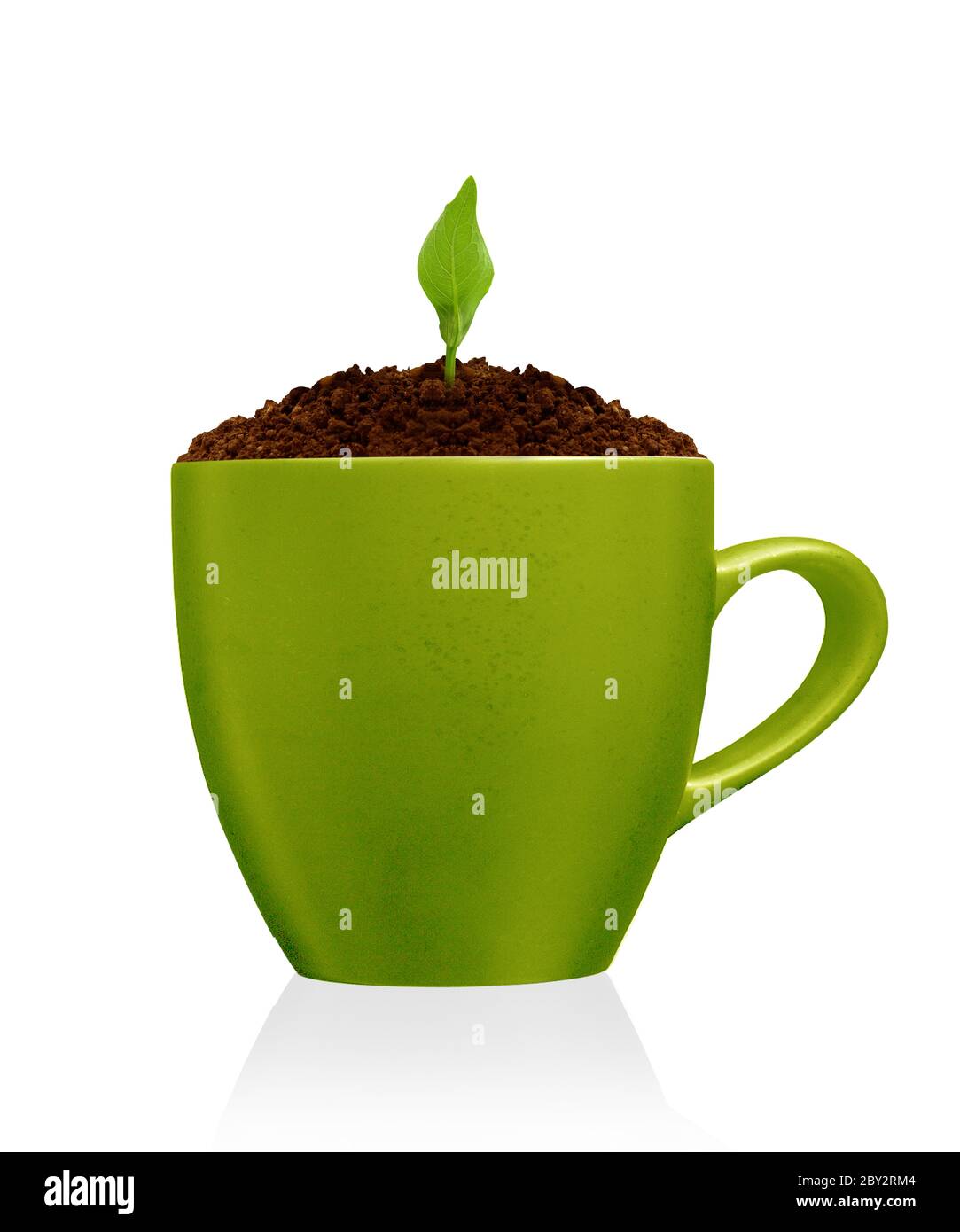 Young plant growing in green mug Stock Photo - Alamy