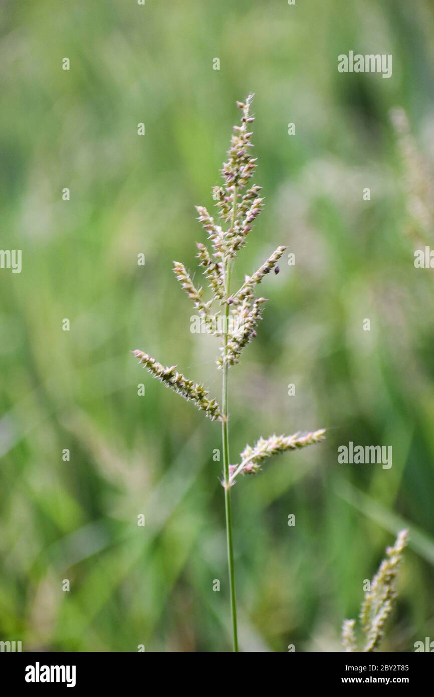 A wildflower (or wild flower) is a flower that grows in the wild ...