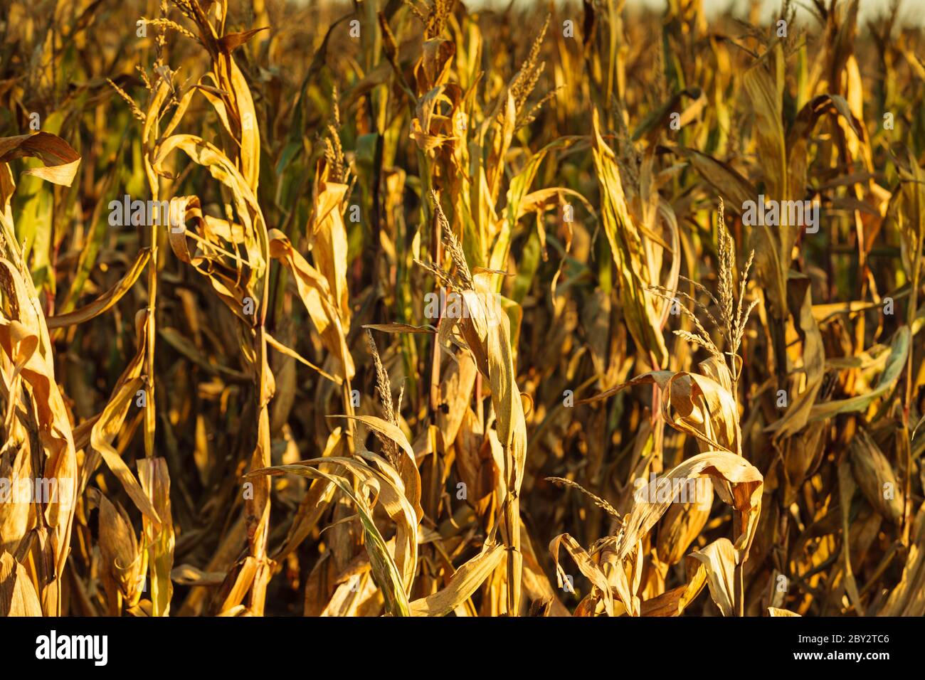 Dry corn field at the sunset. Agriculture Stock Photo - Alamy