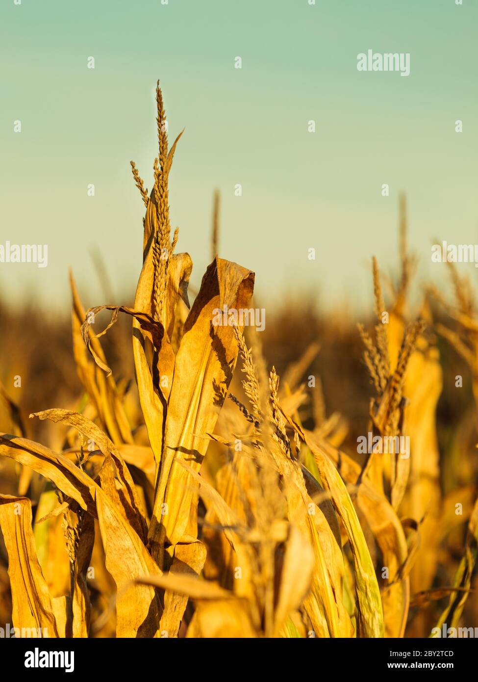 Dry corn field at the sunset. Agriculture Stock Photo - Alamy