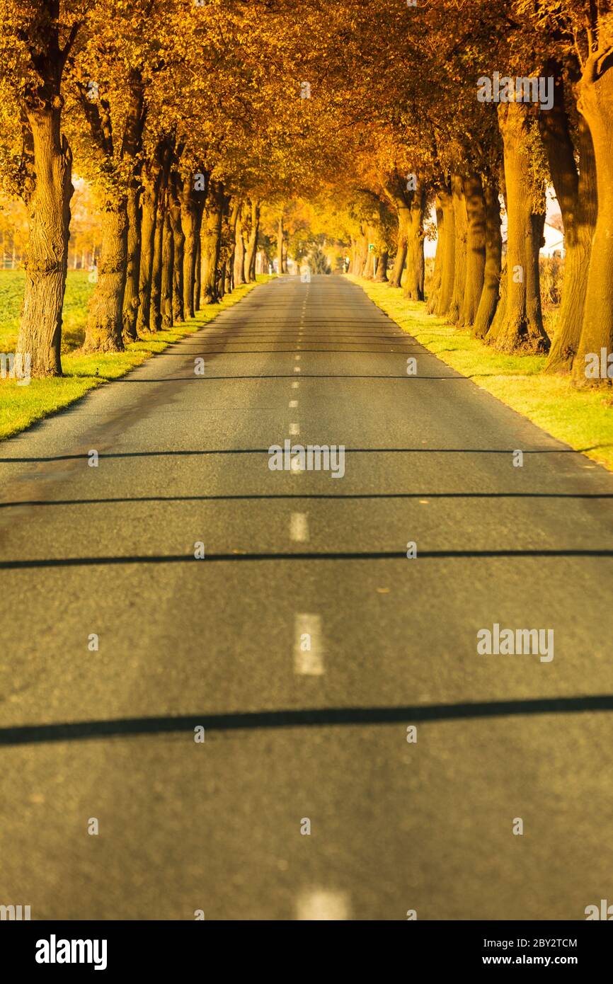 Road running through autumn fall tree alley. Beautiful autumnal ...