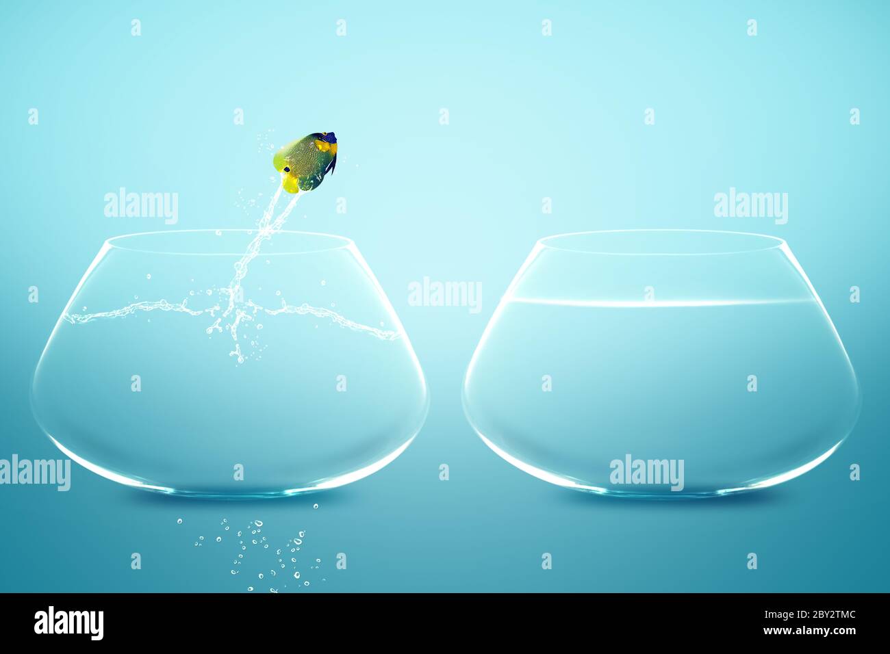 Anglefish jumping to Big bowl Stock Photo - Alamy