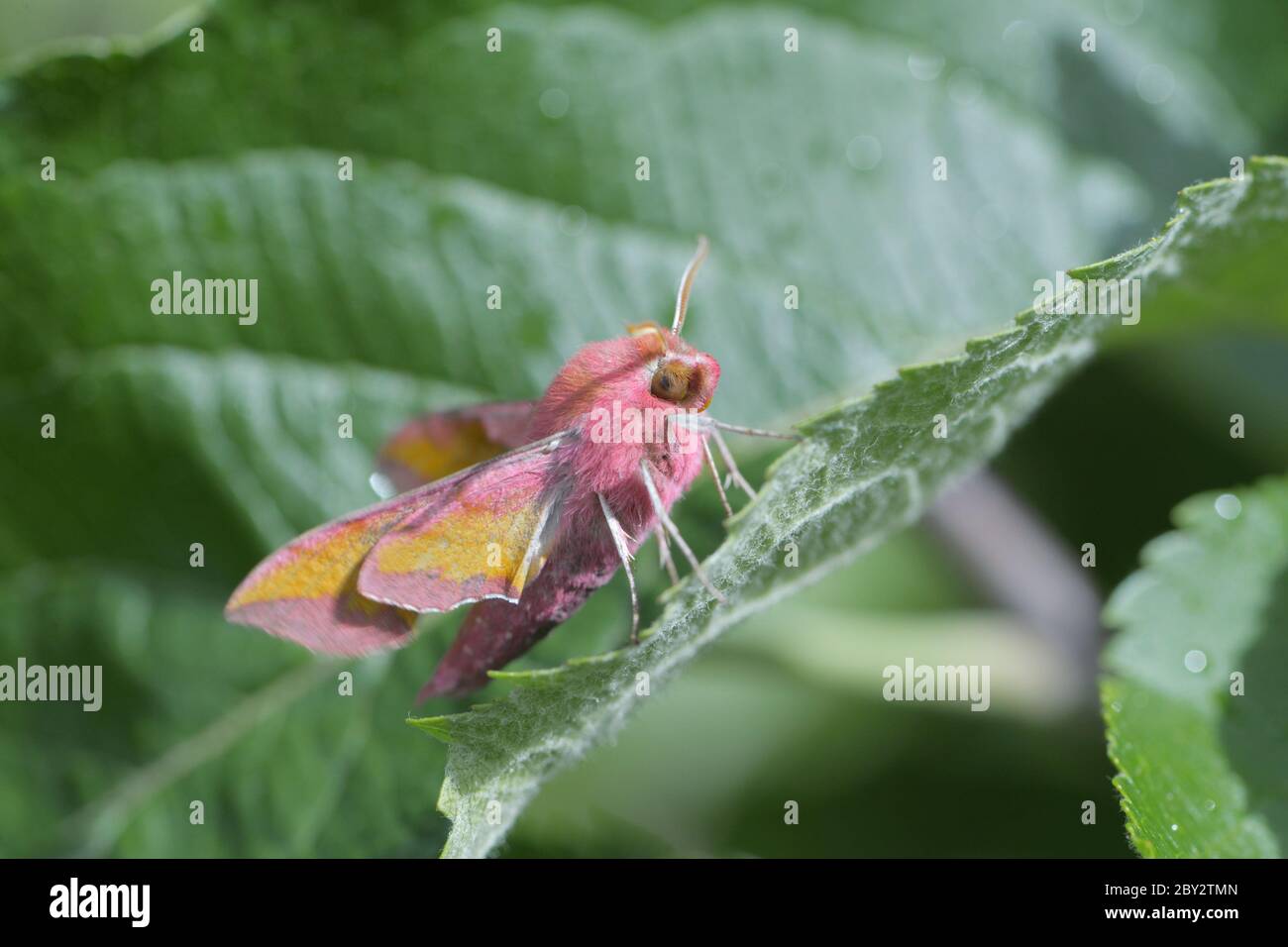 natural sunlight hits this colorful small elephant hawk moth and the ...