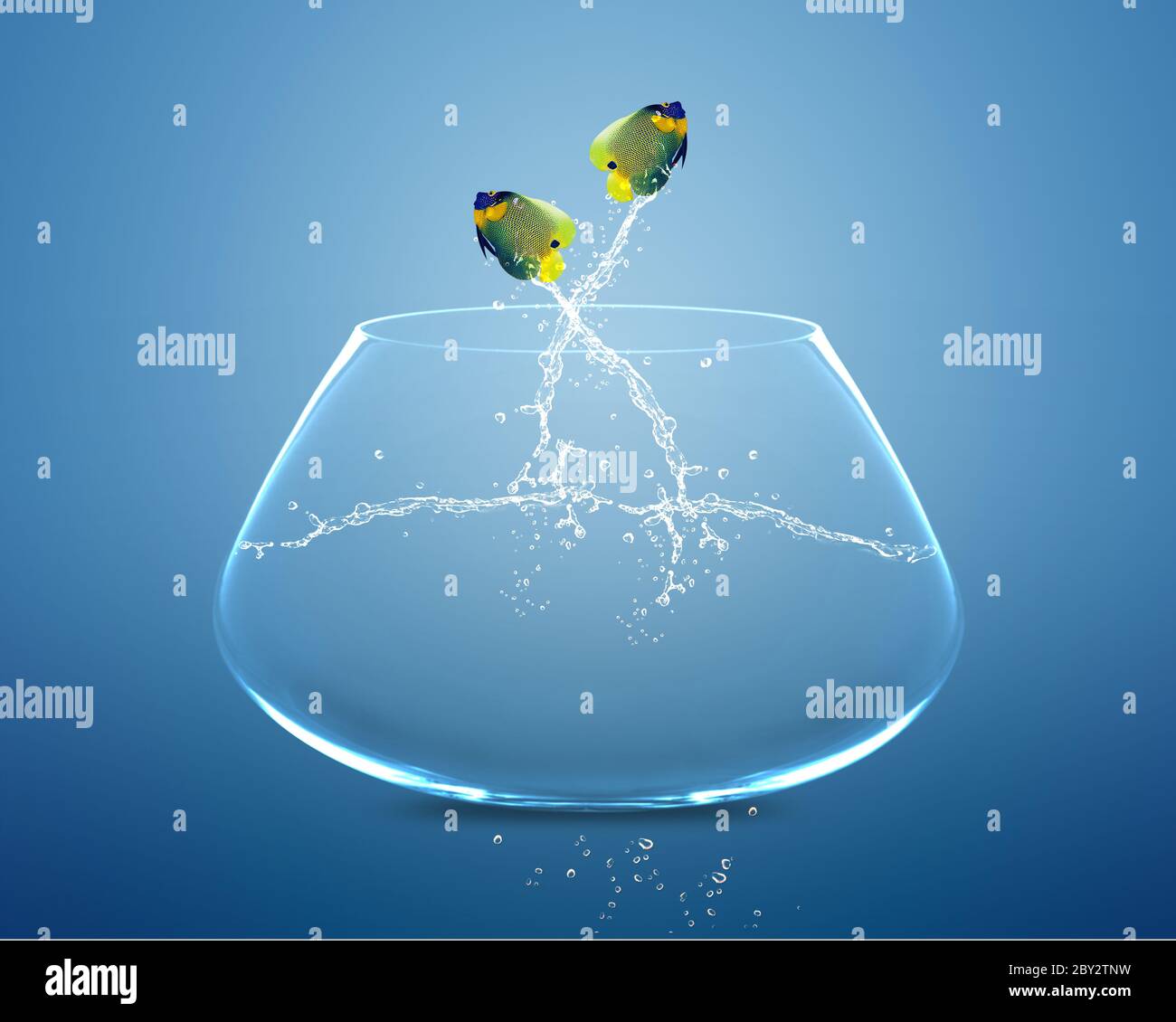 angelfish jumping and doing Acrobatic show Stock Photo - Alamy