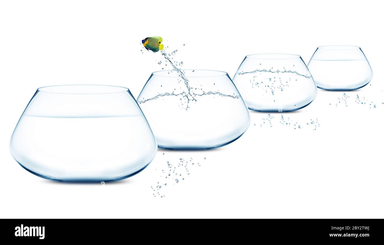 Anglefish jumping to Big bowl Stock Photo - Alamy