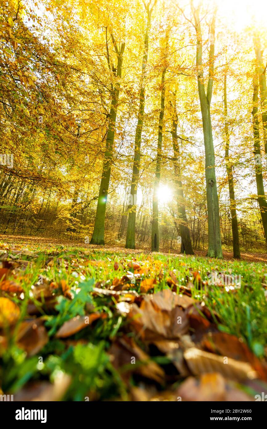 Autumnal trees inside forest. Woodland fall scenery. Nature vegetation ...