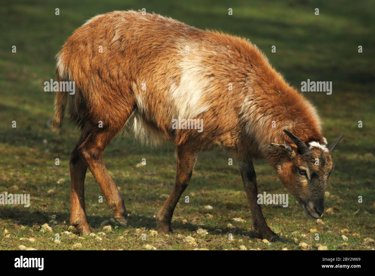 Camera sheep hi-res stock photography and images - Alamy