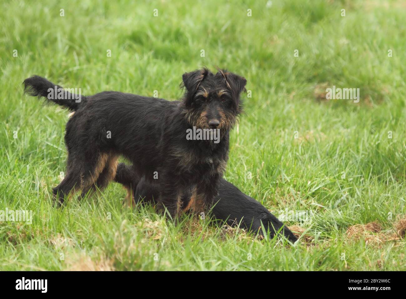 Jagthunde High Resolution Stock Photography and Images - Alamy