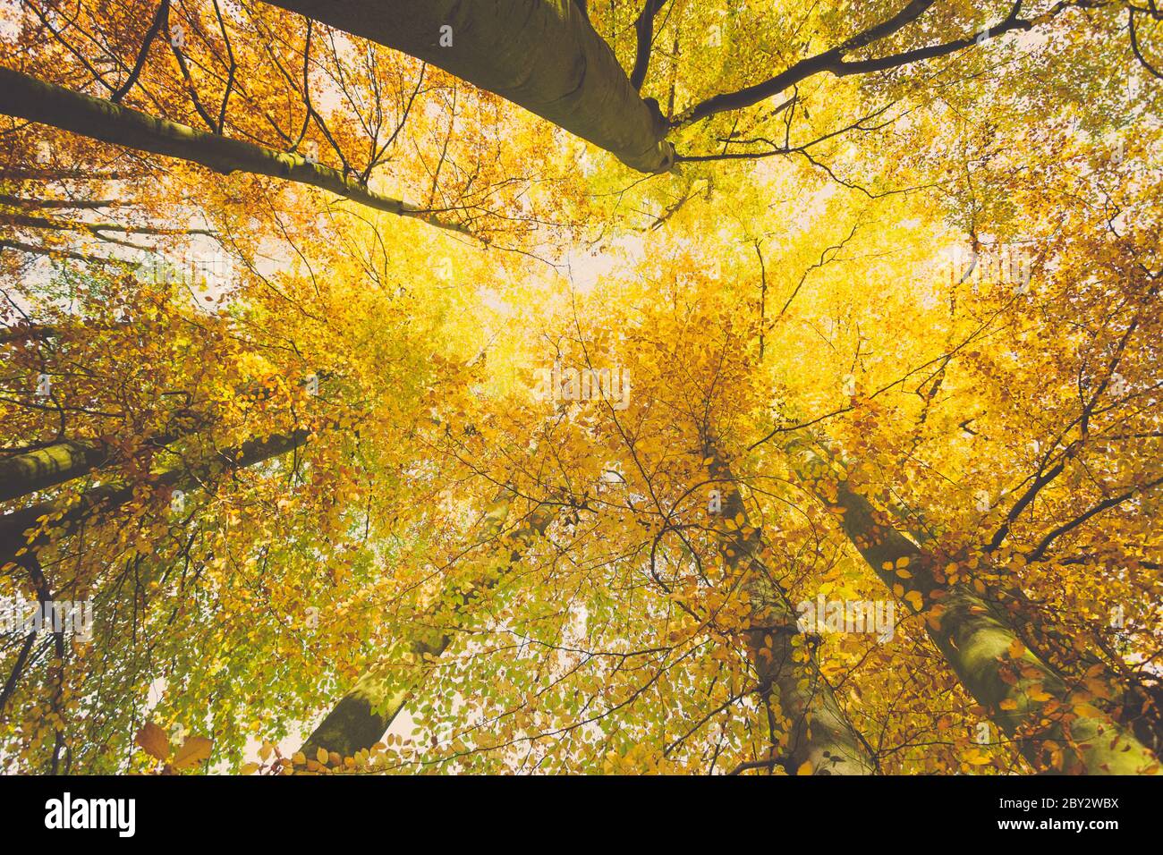 Autumn season concept. Looking up into trees forest with wide angle ...