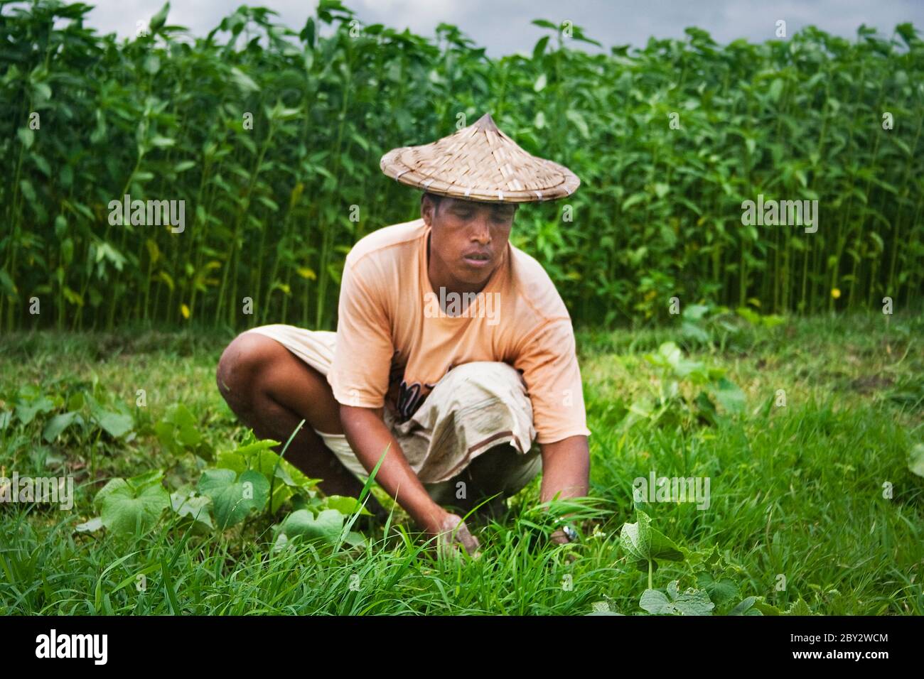 A Rural Farmer working agriculture field.Meherpur,Bangladesh Stock ...
