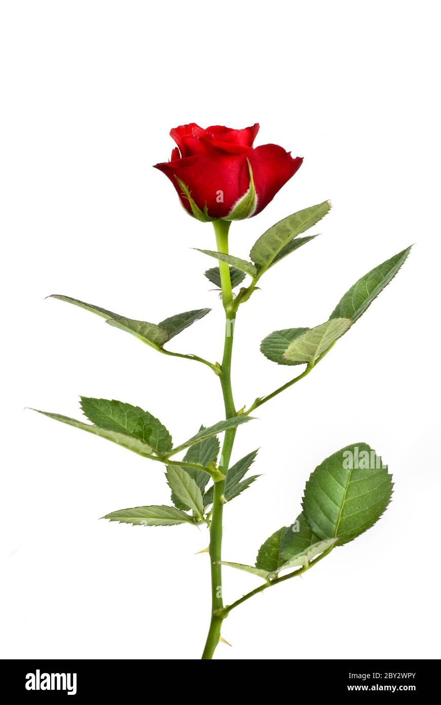 red rose isolated on white Stock Photo - Alamy