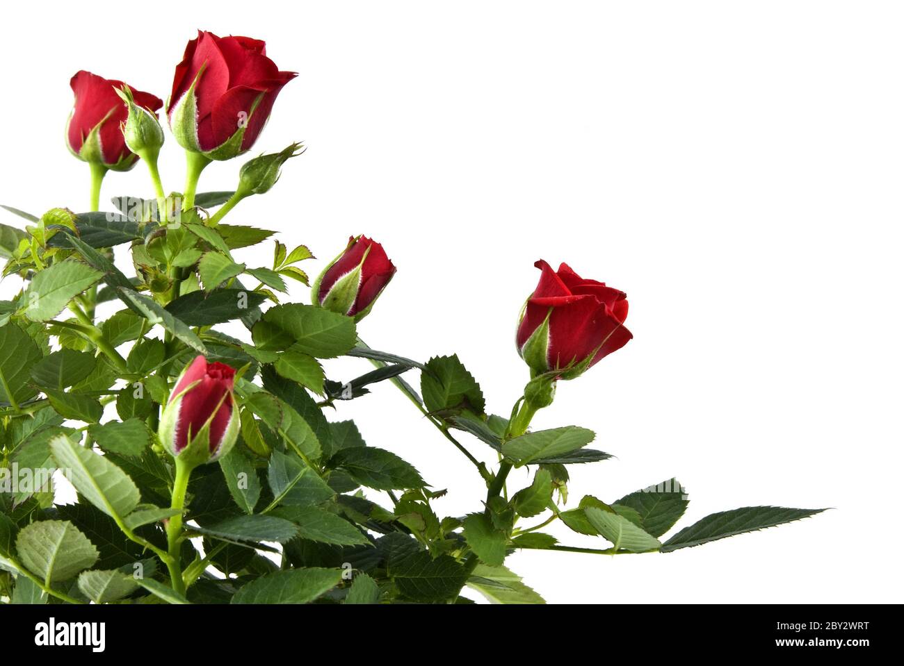 red rose bouquet isolated on white Stock Photo - Alamy