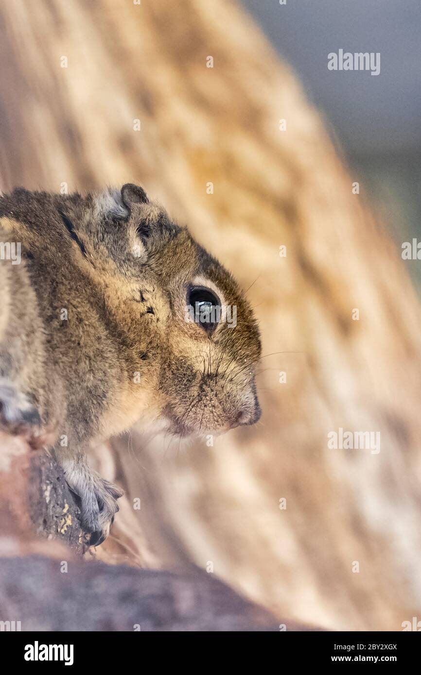 Fat chipmunk hi-res stock photography and images - Alamy