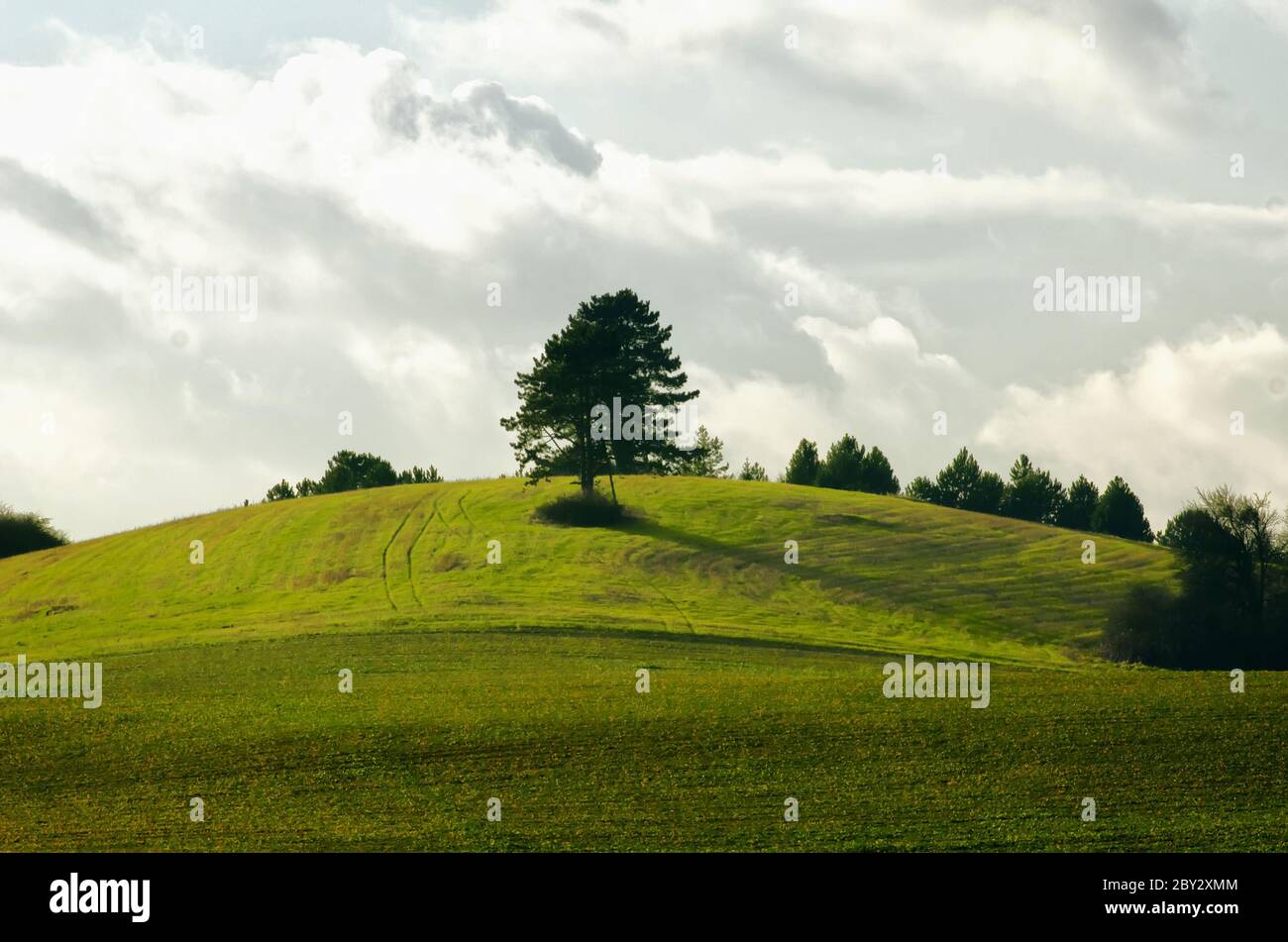 green field and tree Stock Photo - Alamy