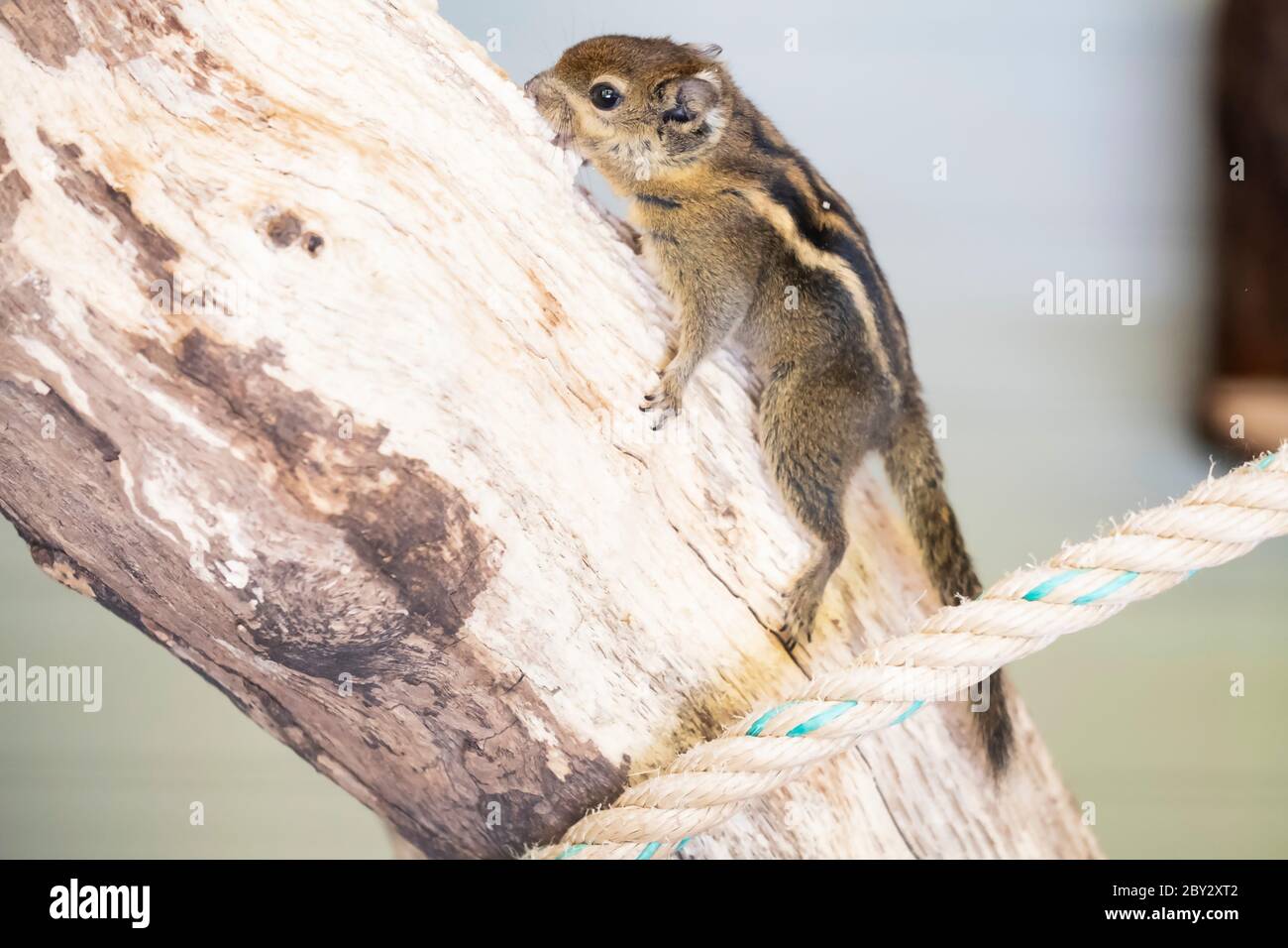 Fattest Chipmunk In The World