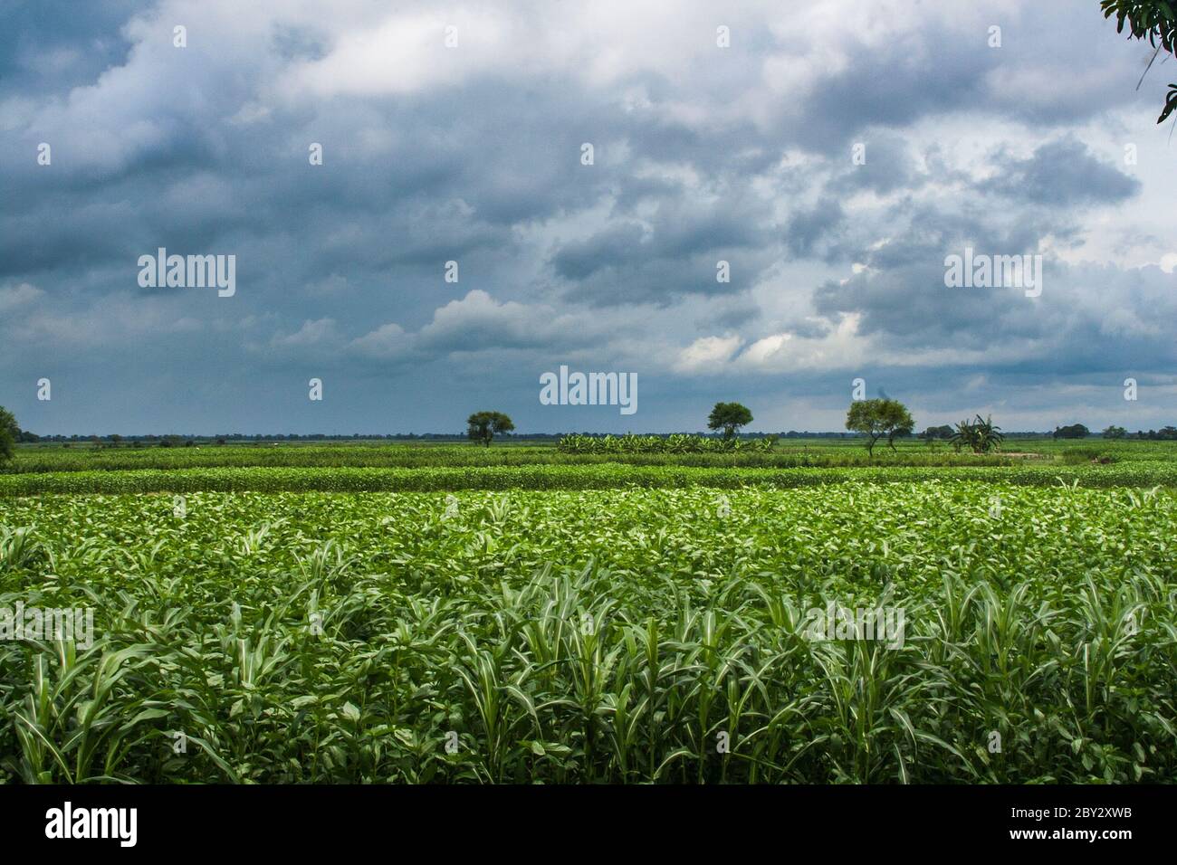A Agricultural field.Bangladesh Stock Photo - Alamy