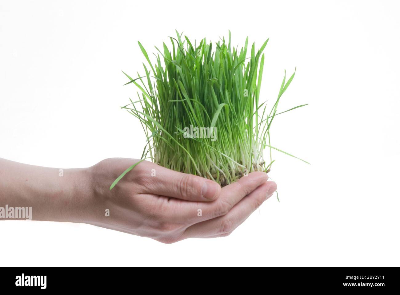 human hand holding green grass on white Stock Photo - Alamy