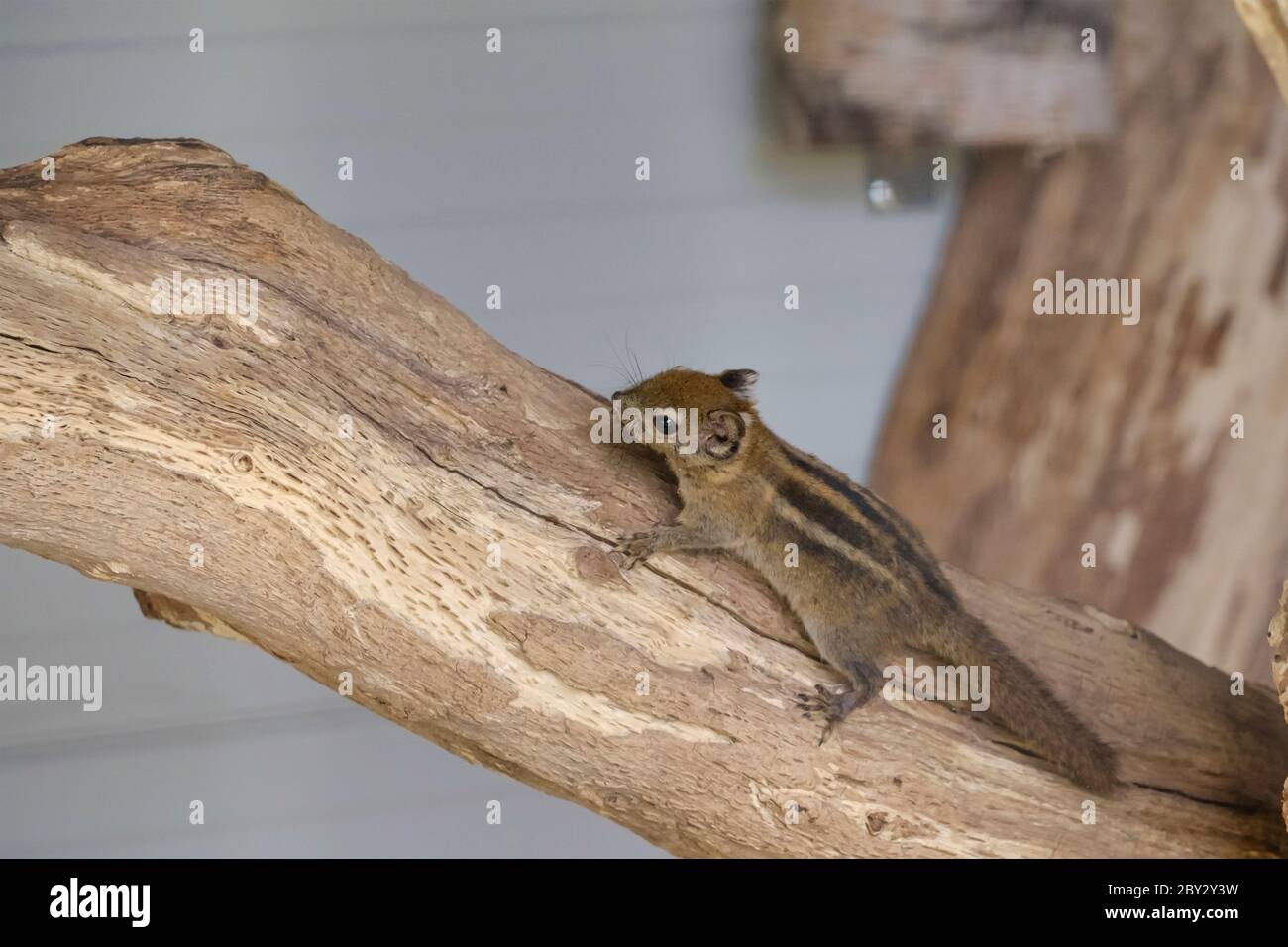 Fat chipmunk hi-res stock photography and images - Alamy