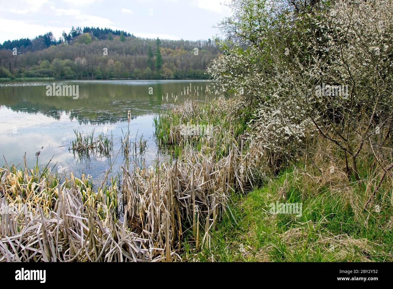 Lake (Immerather maar) in the Volcanic Eifel or Vulkan Eifel mountains ...