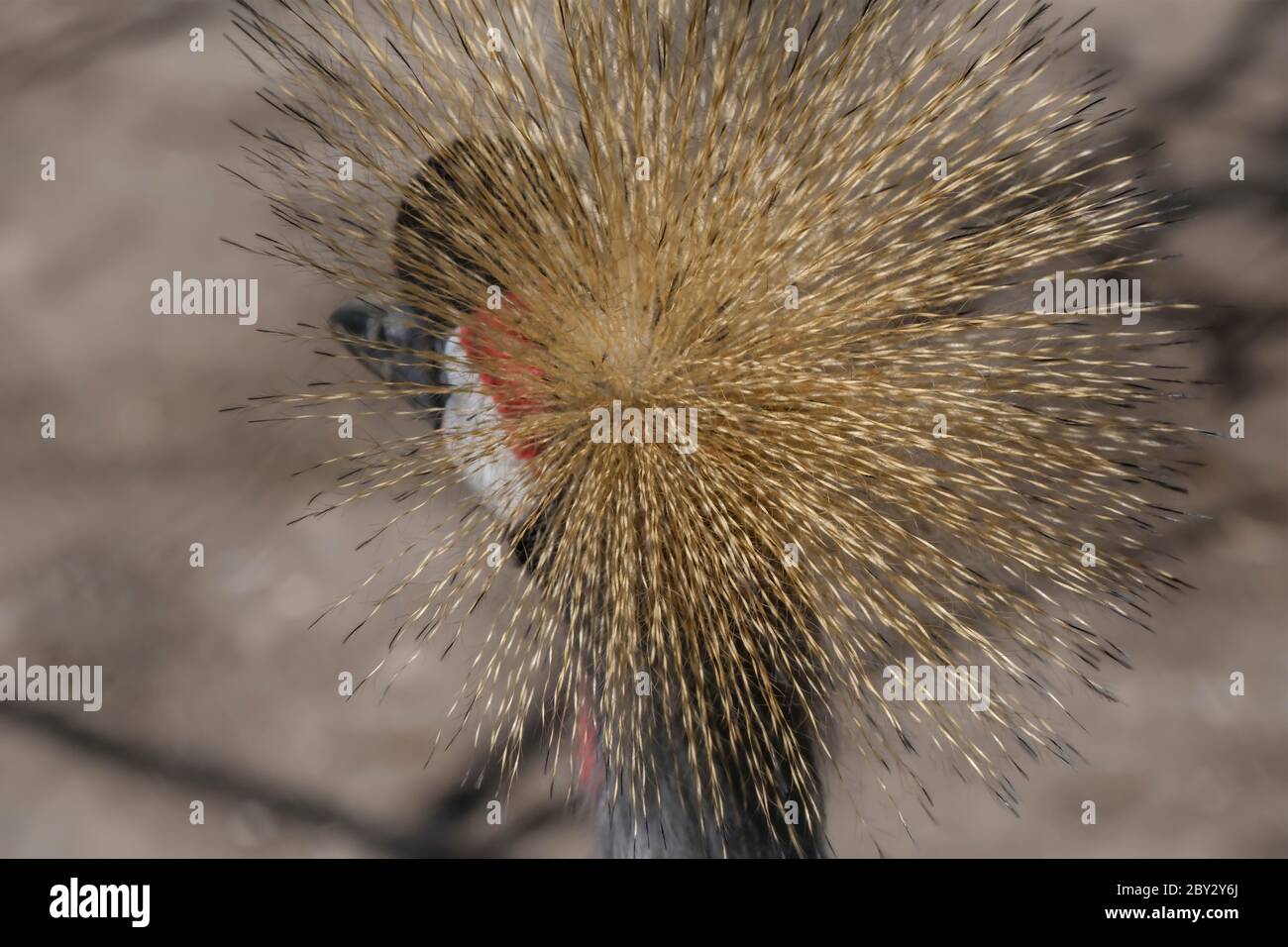 Beautiful grey crowned crane with blue eye and red wattle Stock Photo ...