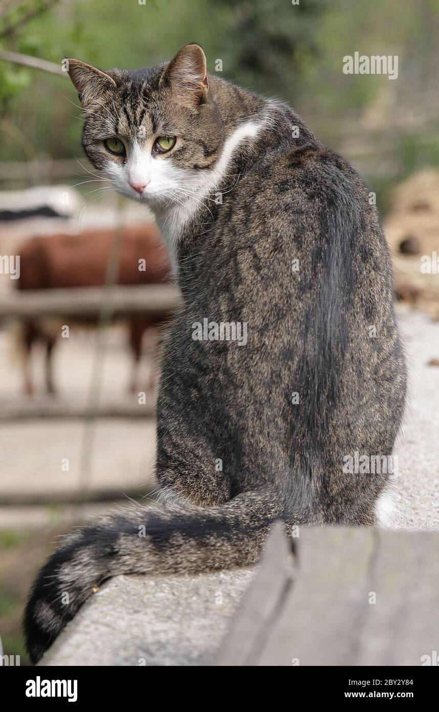 Wild farm cat hi-res stock photography and images - Alamy