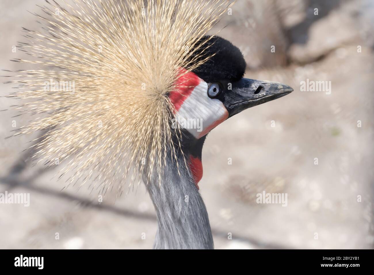 Beautiful grey crowned crane with blue eye and red wattle Stock Photo ...
