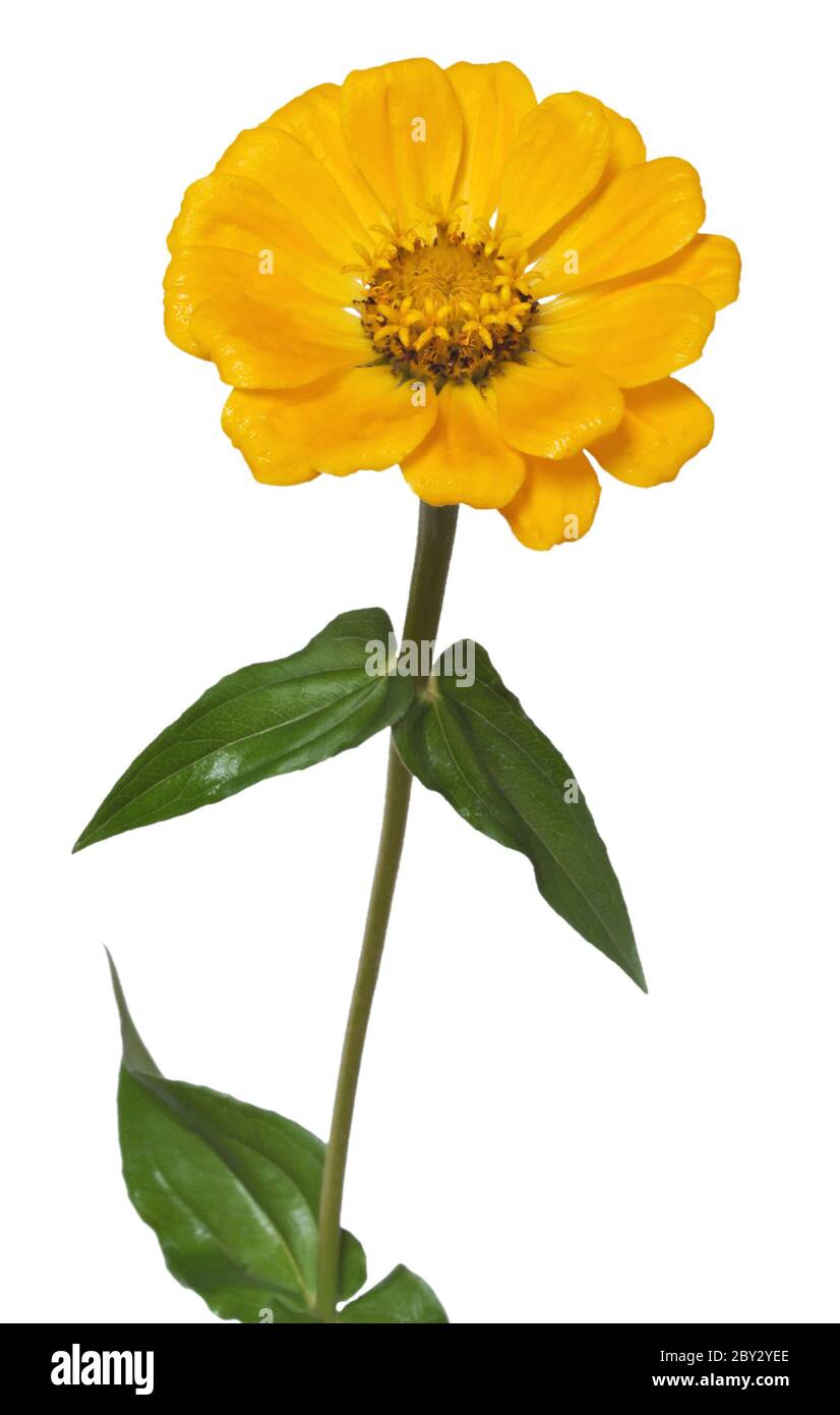 Single flowered zinnia hi-res stock photography and images - Alamy