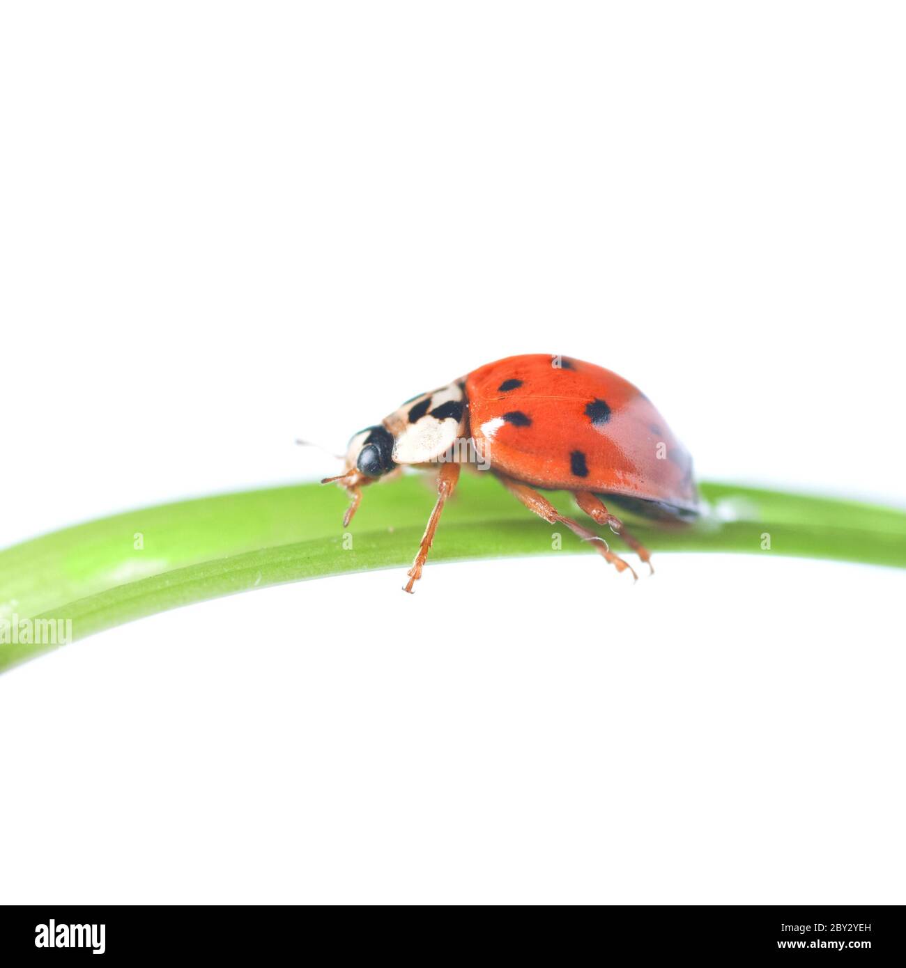 Black Spotted Red Ladybug Cut Out Stock Images & Pictures - Alamy