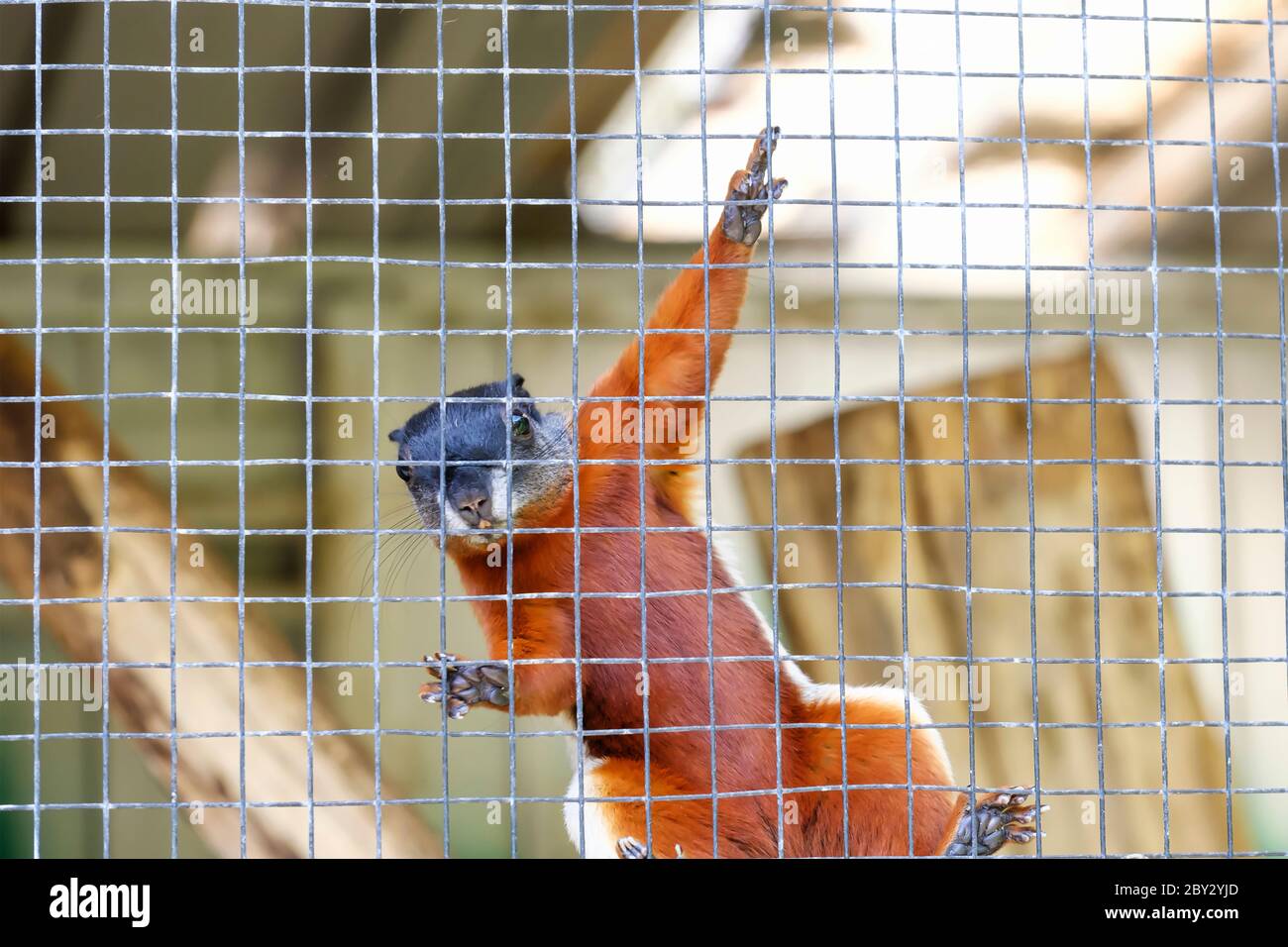 A Prevost squirrel that climbs high against the mesh Stock Photo - Alamy