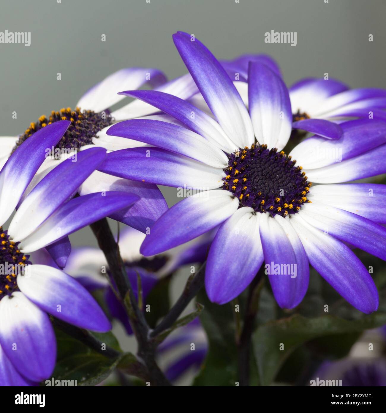 Bicolor flowers hi-res stock photography and images - Alamy
