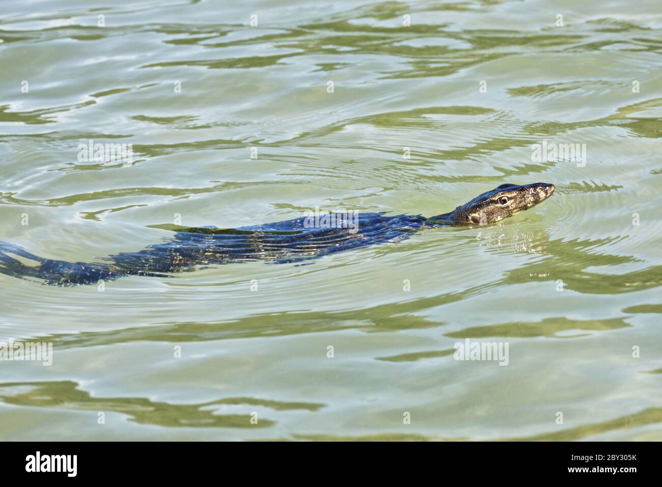 wild young water monitor Stock Photo - Alamy